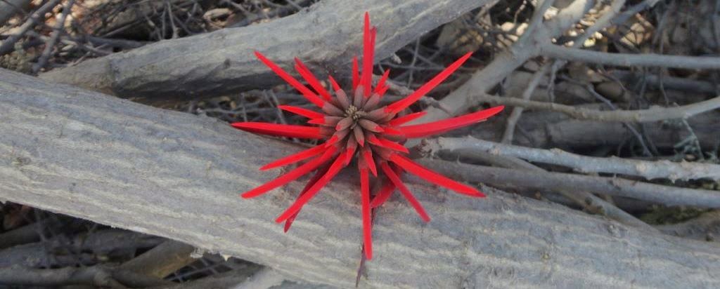 Mis impresiones hechas fotos: Estudio de la flor del colorín