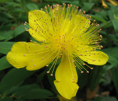 Manuale di Magia Verde: IPERICO - Hypericum perforatum