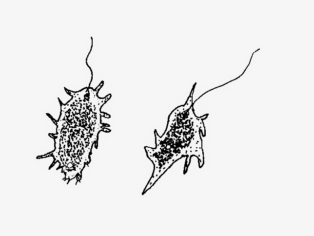 Evolution Insights: EVOLUTION: ANIMAL KINGDOM ROOTS