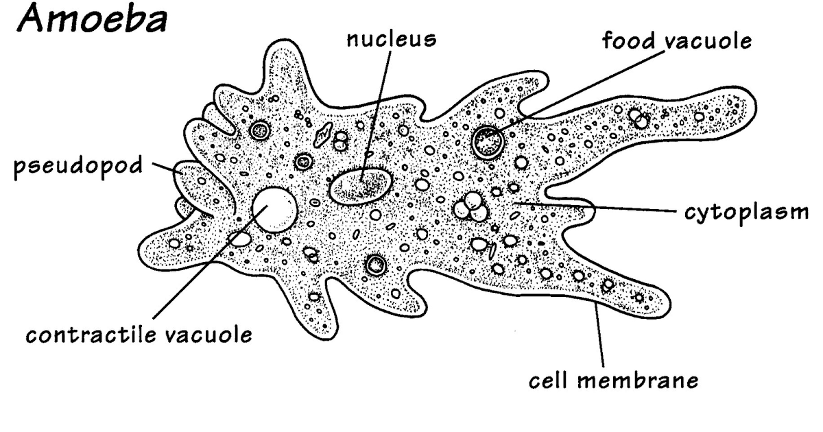 Ameba | Amoeba ~ Kamus Biologi