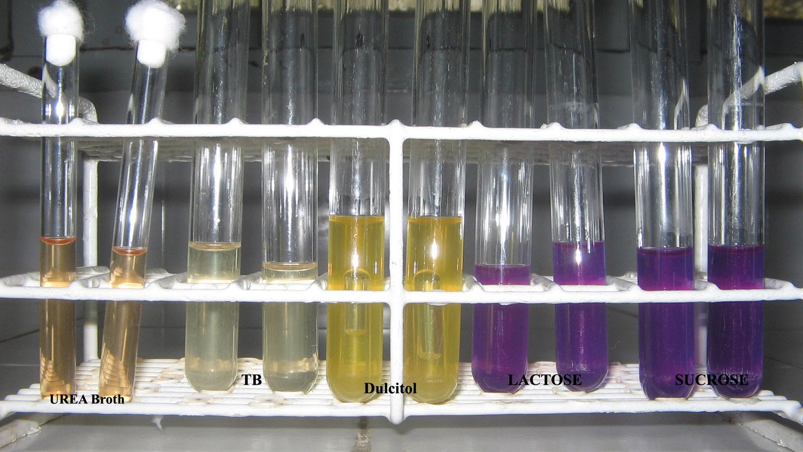 My World Fisheries: Tahap-Tahap Uji Salmonella (SNI-01-2332.2-2006)