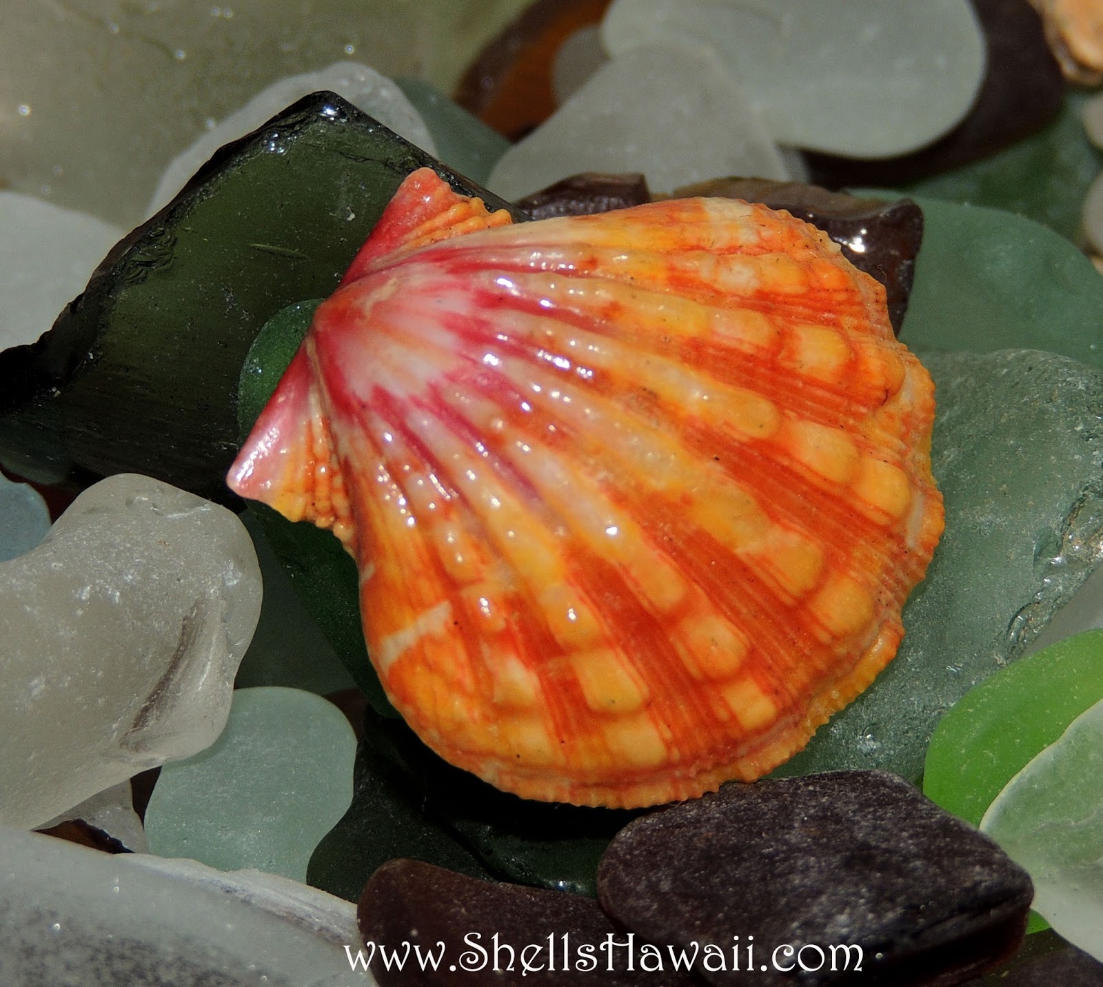 ShellsHawaii ...by Janjira: Sunrise shells/Pecten Langfordi