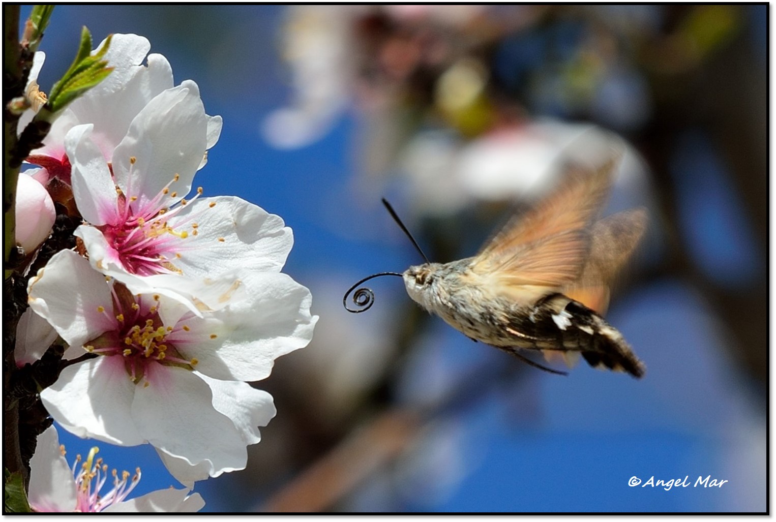 Butterflies and Dragonflies: Macroglossum stellatarum (Polilla Esfinge ...