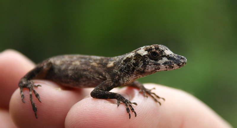 Prantsuse- Guajaana: 13.01.13- 18.01.13