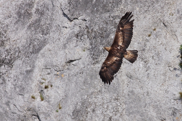 Am zarit o acvila ( Aquila pomarina - acvila țipătoare mică ) - Seminte ...