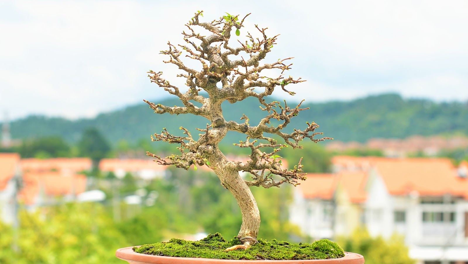blog of amir rofie: Bonsai: Tukar pasu (re-potting) Santalia4 (Oct 2017)