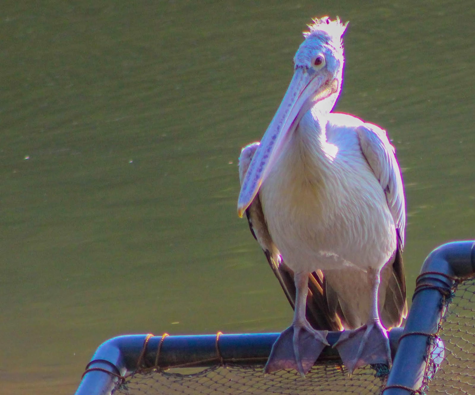 Cannundrums: Spot-Billed Pelican