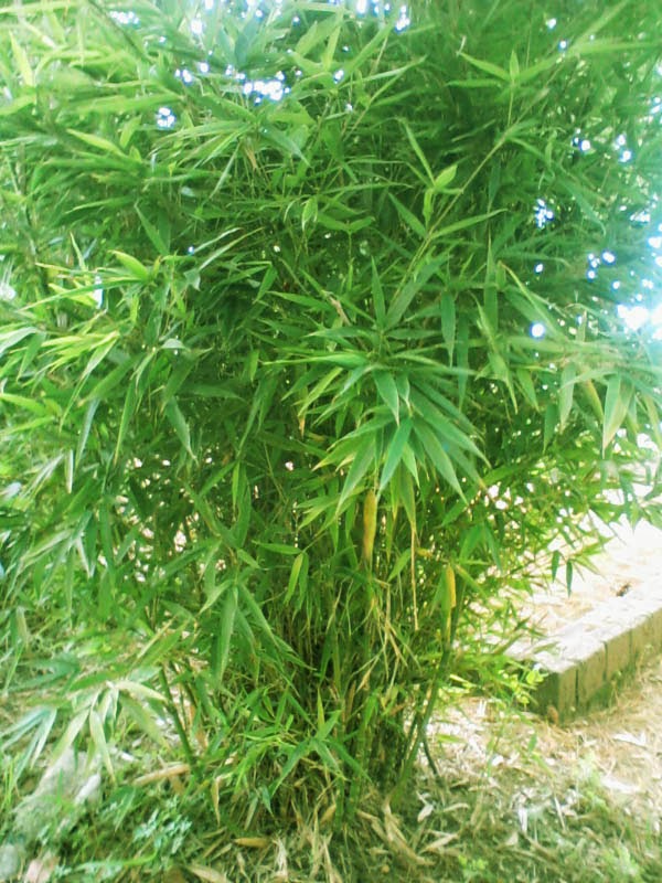 Bambu Cendani ~ Arya Flower Landscape