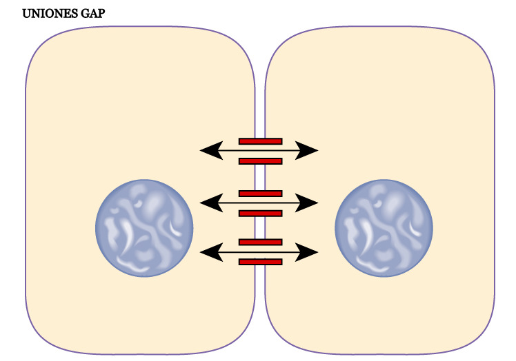 BIOLOGÍA 3º SECUNDARIA: La comunicación intercelular directa