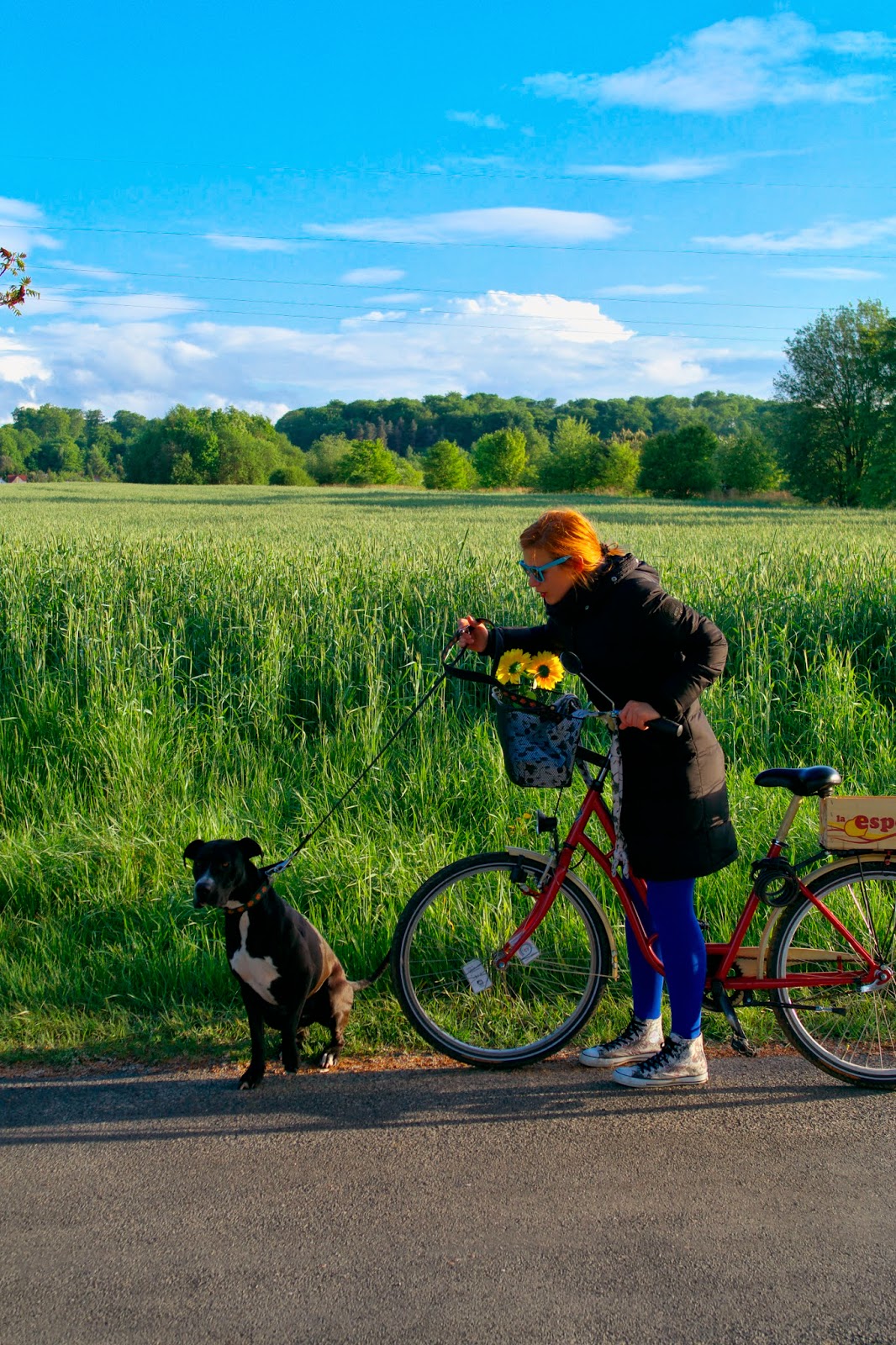 Ania na rowerze: Rower i pies. Pierwsze kroki