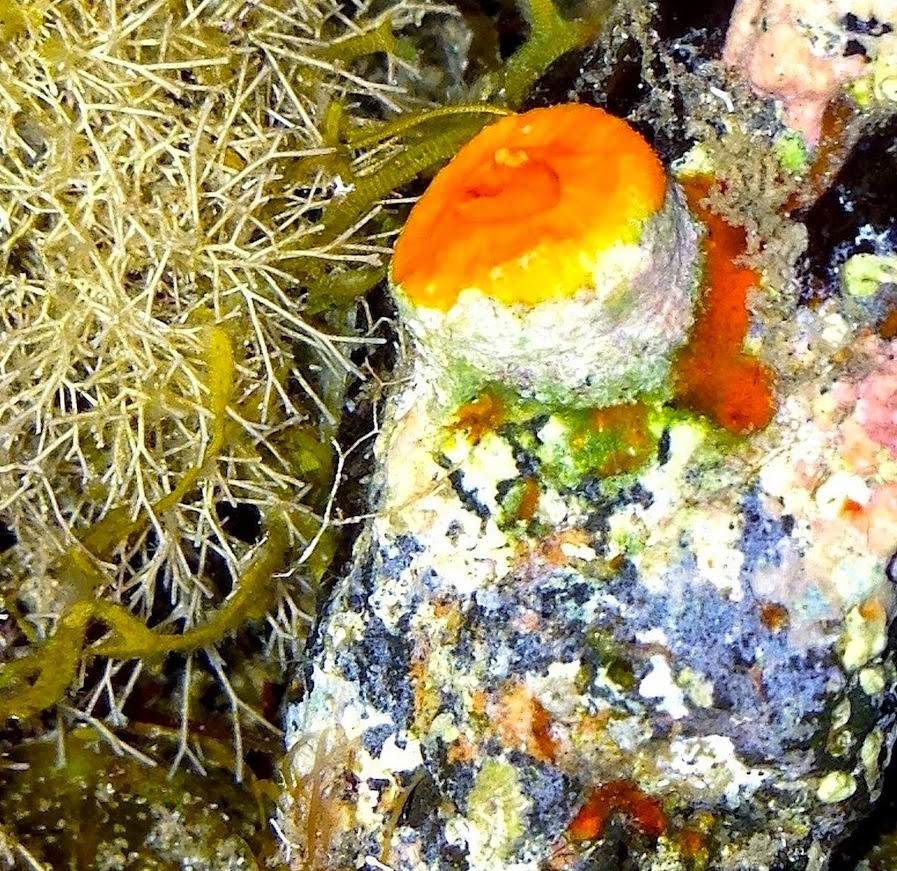 Rafael Microfauna Marina: Balanophyllia regia (Cnidarios: Antozoos)