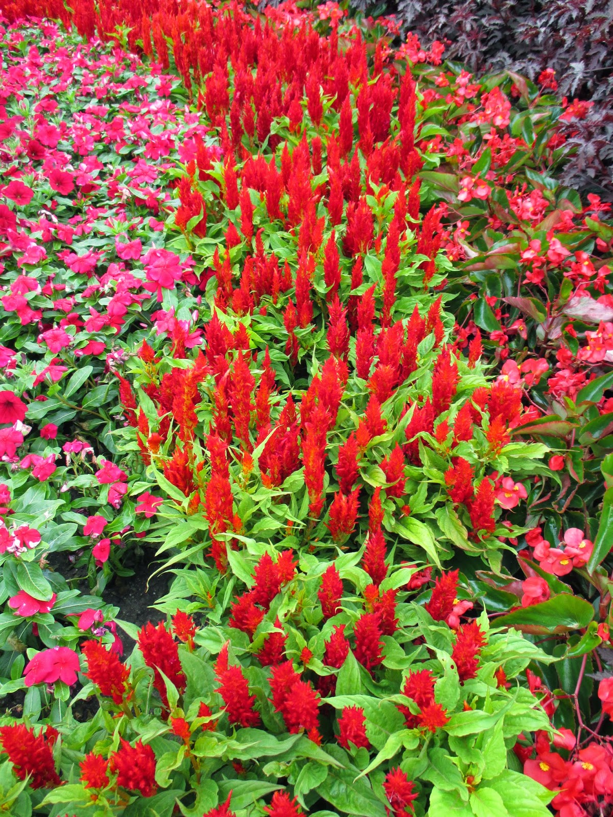 Rotary Botanical Gardens - Hort Blog: Impactful Plume Celosias