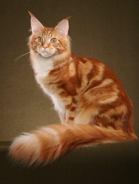 Les chats: Le Main Coon