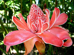 KANDUNGAN, MANFAAT BUNGA KECOMBRANG DAN RESEPNYA - DOULOS PUSAT