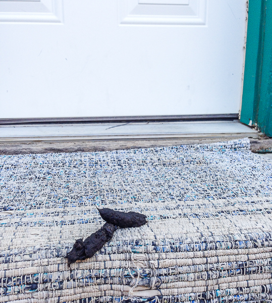 Dipper Ranch: Fox Pup in the Garage