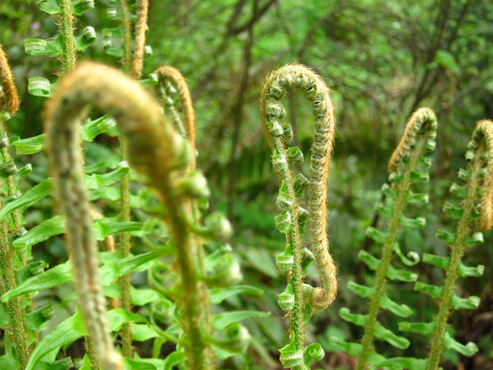 Pacific Northwest Seasons: An Authentic Pacific Northwest Spring: Go ...