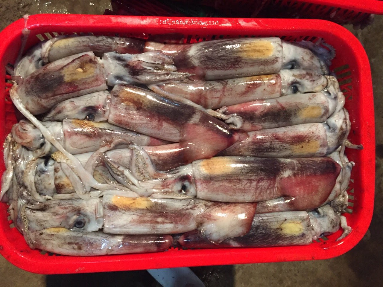 SEAFISH & RIVERFISH & SEAFOOD - FOREVER GREEN FOOD - FOREVER GREEN FOOD ...