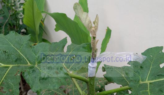 Cara Menyambung Terong dan Cepokak