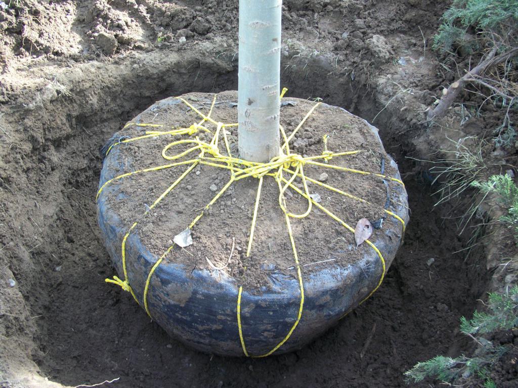 El jardín de la alegría : Consideraciones a la hora de comprar nuestros ...