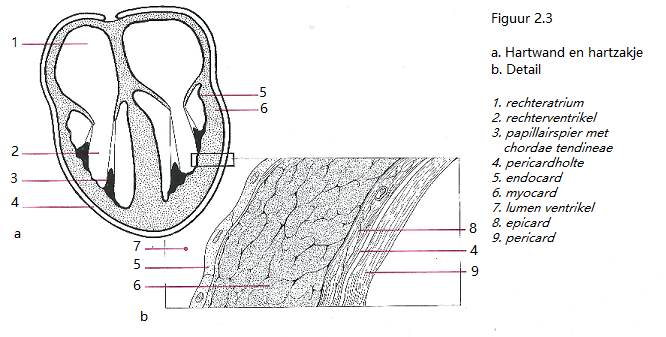 Het circulatiestelsel: Het hart