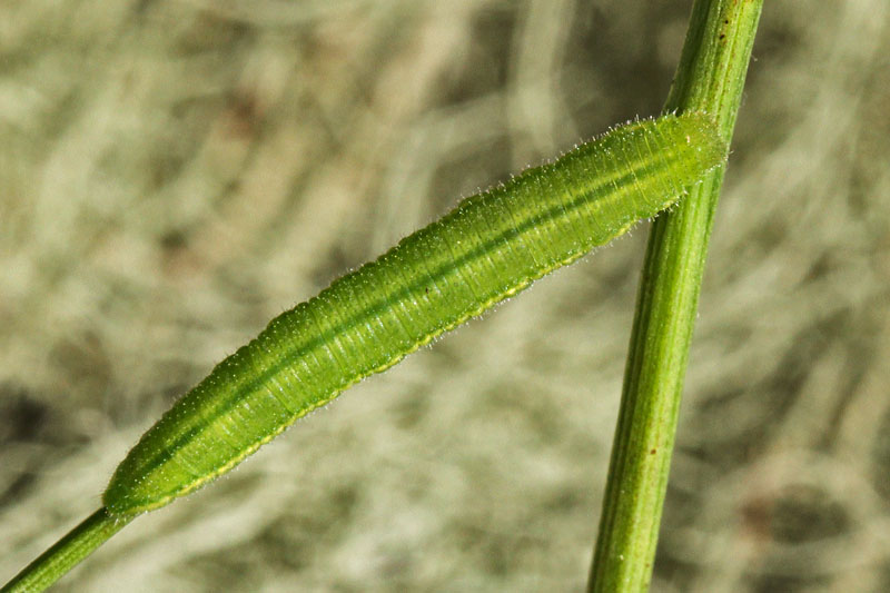 Limousin Photos Nature - Papillons et Chenilles: Leptidea sinapis ...