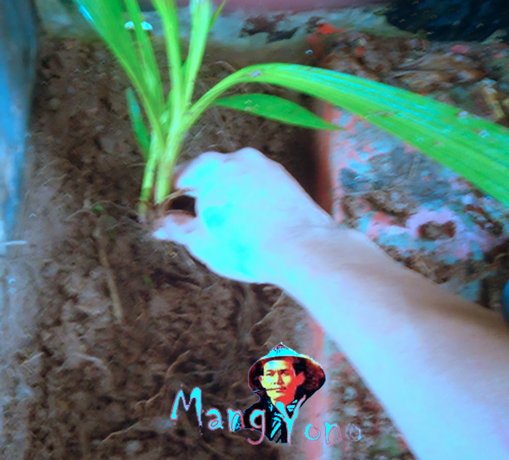 Gaya Terbaru 31+ Cara Menanam Bunga Anggrek Agar Cepat Berbunga