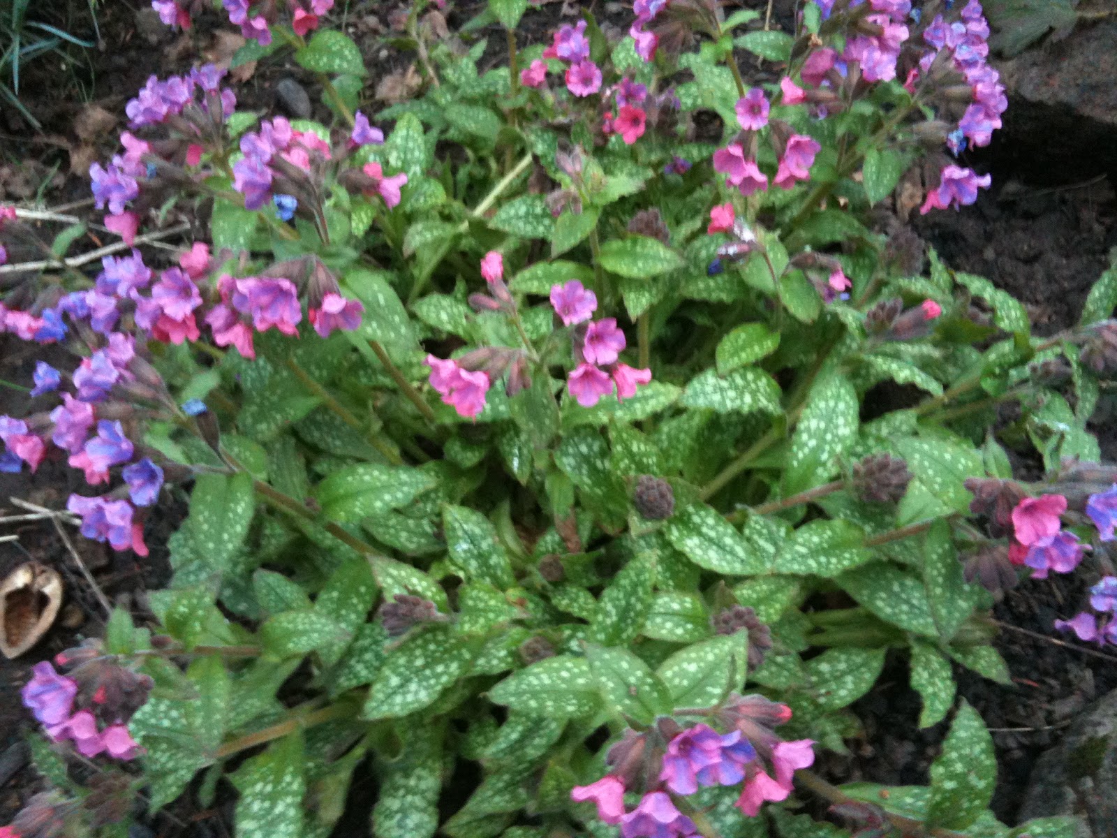 In The Garden with Claire: Pulmonaria/Lungwort