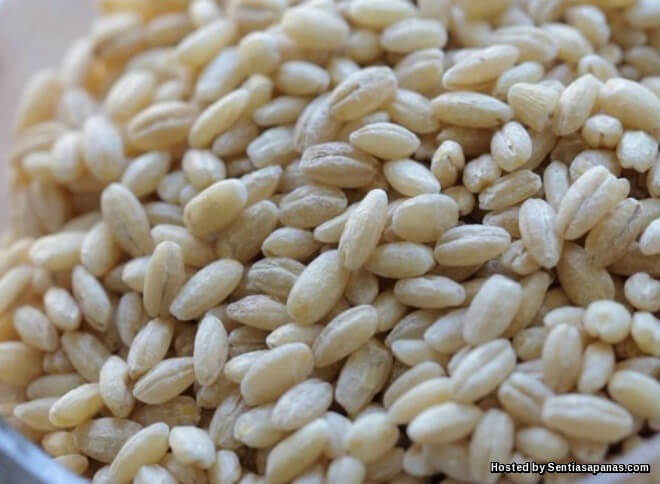 Ide 32+ Rumput Barli