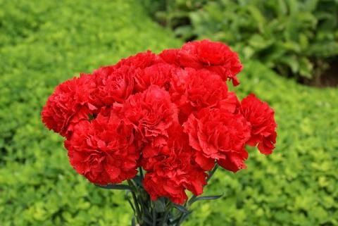 EL TALLER DE LOS RECUERDOS: EL CLAVEL ESPAÑOL-The spanish carnation