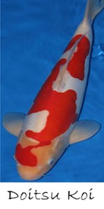 Doitsu Koi