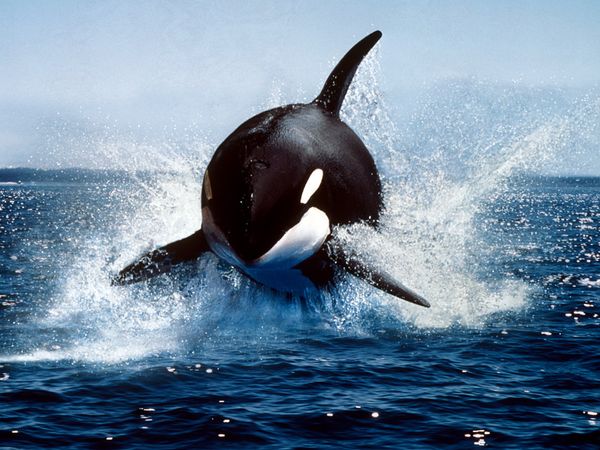 Killer Whale Orca Pictures And Facts | All Wildlife Photographs