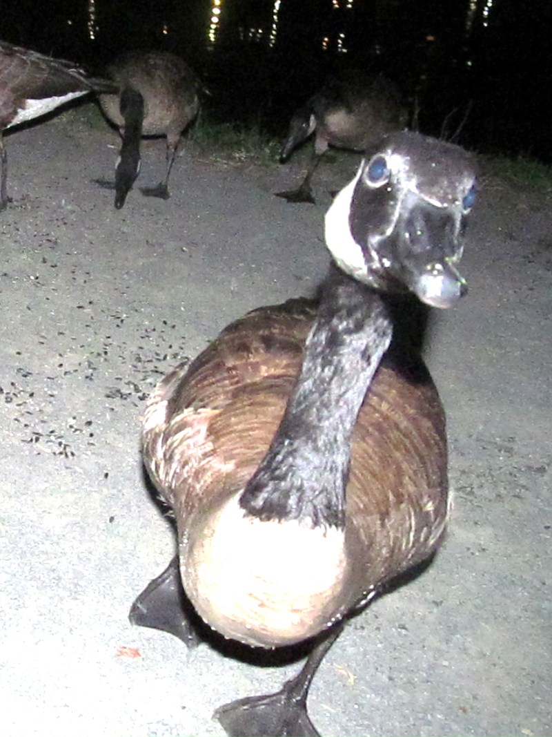 Tales, Tails and Feathers of New York -- PCA: They're Back! -- Old and ...