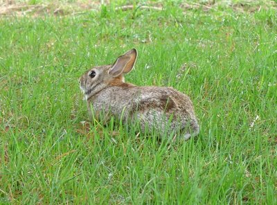 All About Animal Wildlife: Wild Rabbit Information and Images-Photos 2012