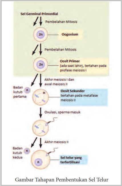 Pengertian Oogenesis dan Proses Pembentukannya - Materi Ajar SD, SMP, SMA