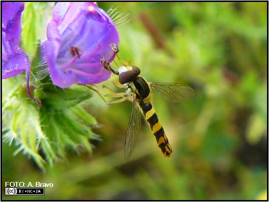 FAUNA AUXILIAR: FAMILIA SYRPHIDAE