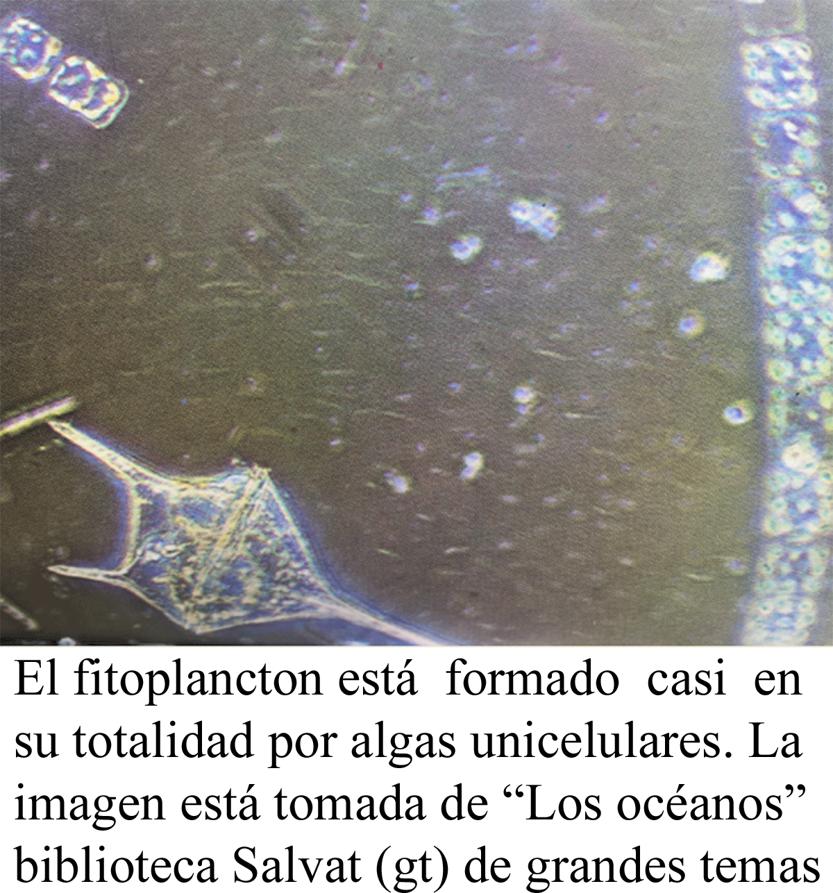 El Inquieto Jubilado Cristóbal: Plancton.