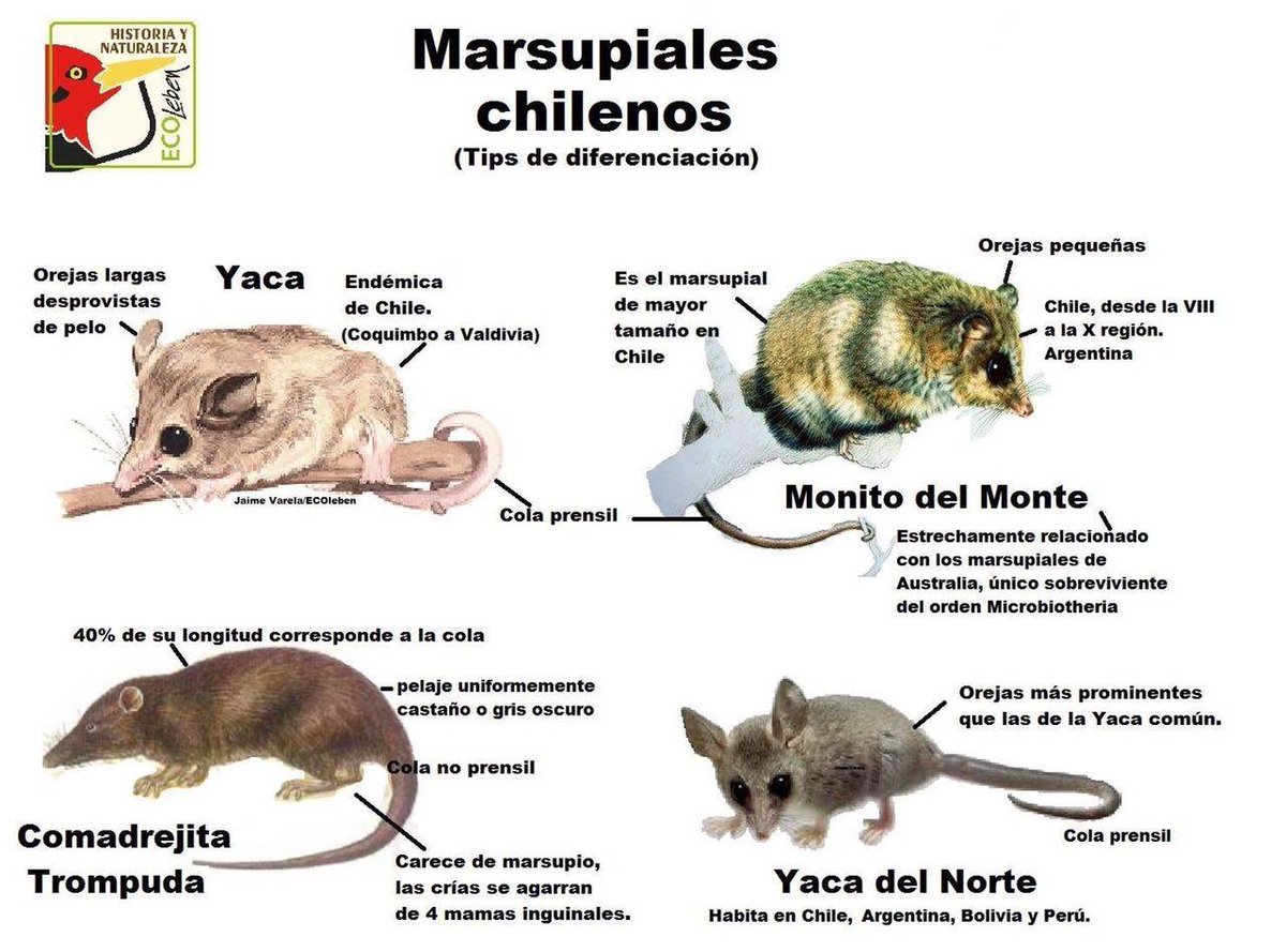Los Marsupiales. Los "otros" mamíferos