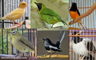 Budidaya Burung: JENIS-JENIS BURUNG YANG PALING DICARI SAAT INI DAN ...