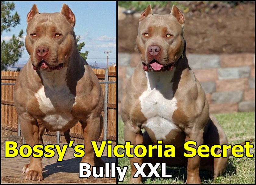 Blog do Pit Bull: A história e origem do Monster