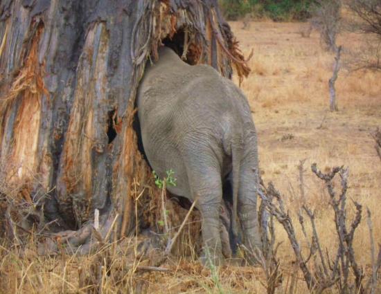 Times in Tanzania: Flora and Fauna: Baobab Tree