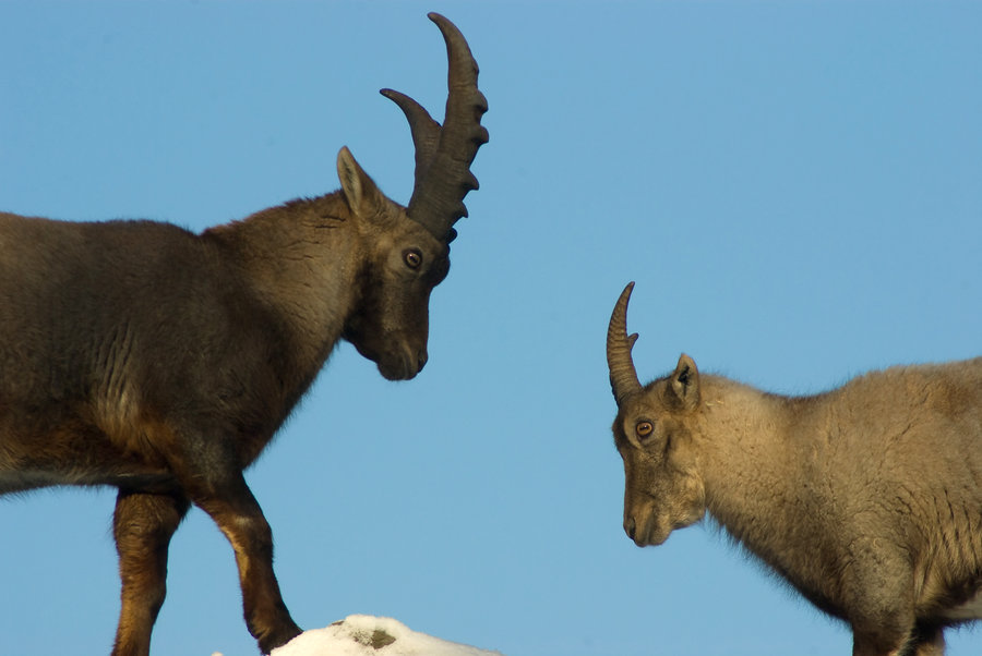 Alpine Ibex | The Biggest Animals Kingdom