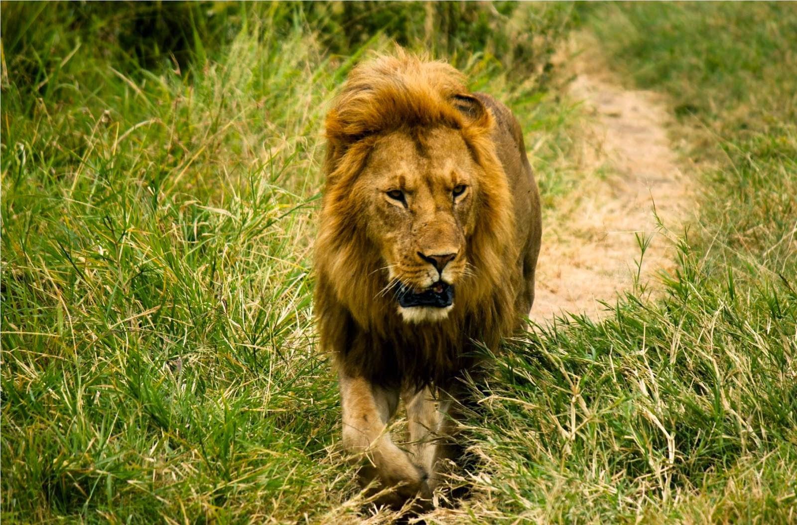 صور أسد , اجمل صور الاسد ملك الغابة Photos Lion