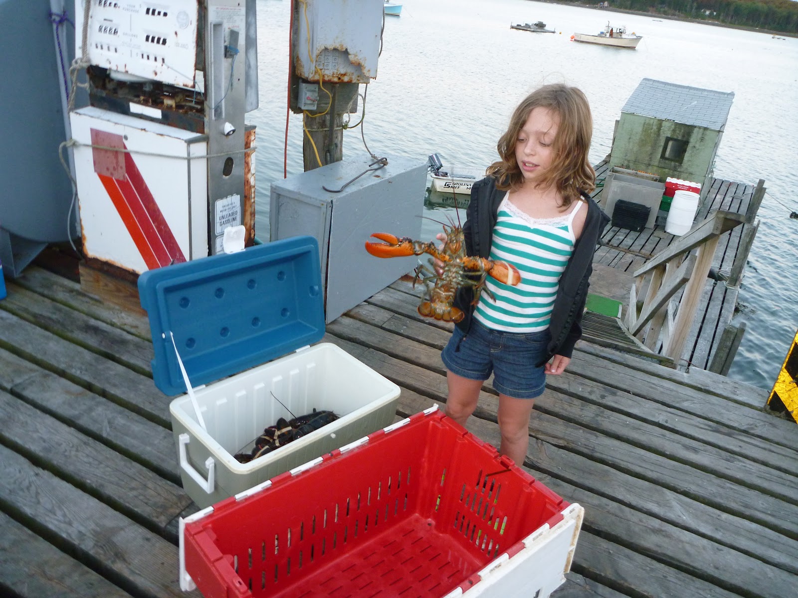 Voyages>`·.¸¸.·´¯`·...¸> : Harvest of Plenty: Lobster Glut on the Maine ...