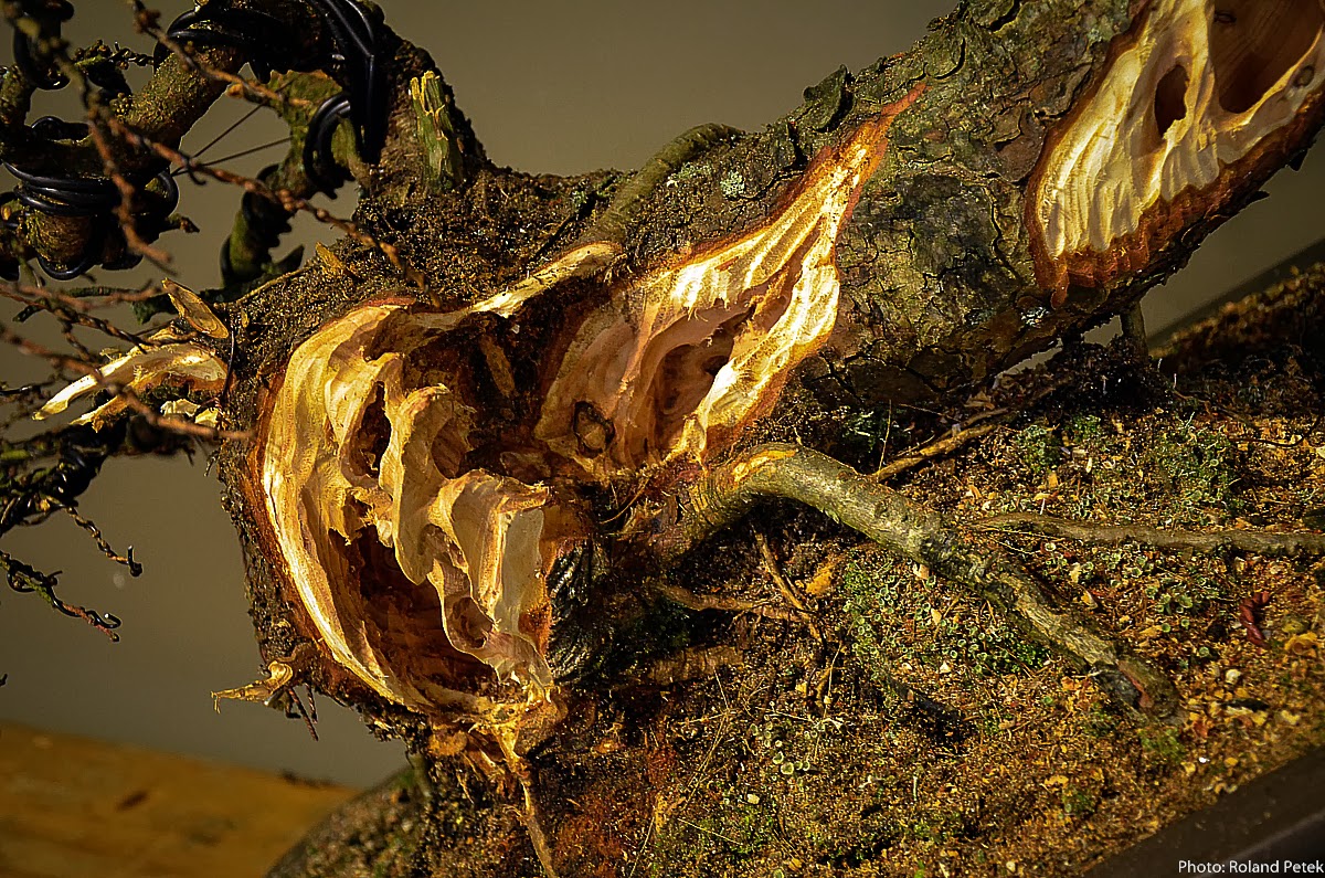 Bonsai - Living Art: Noelanders Trophy 2014 - Demo Nr.1 by Kevin Wilson