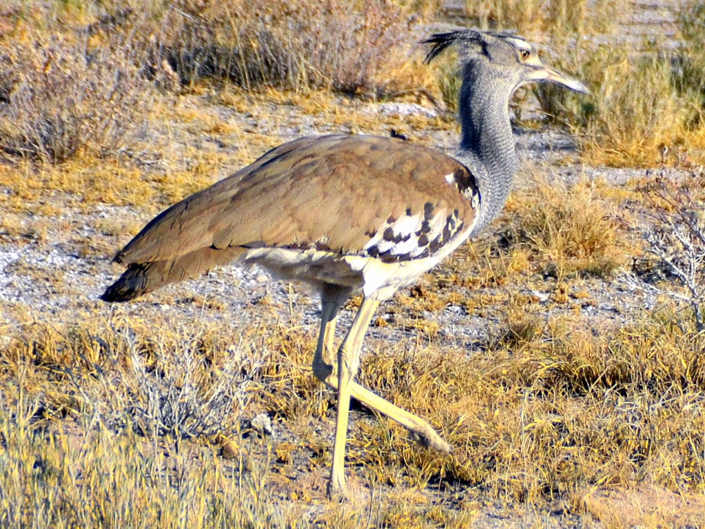 Taxonomía Chordata: Clase Aves Orden Gaviiformes, Gruiformes y ...