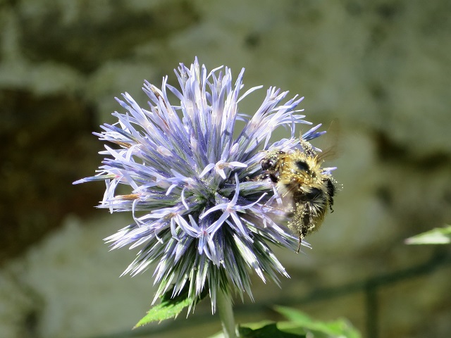 Foto Lebah dan Bunga Yang Indah Untuk Menenangkan Jiwa | LIAT AJA