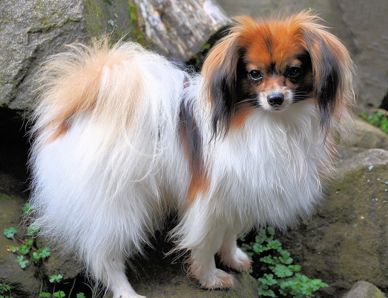 Road's End Papillons : Expected Phalene + Papillon Puppies in April 2012