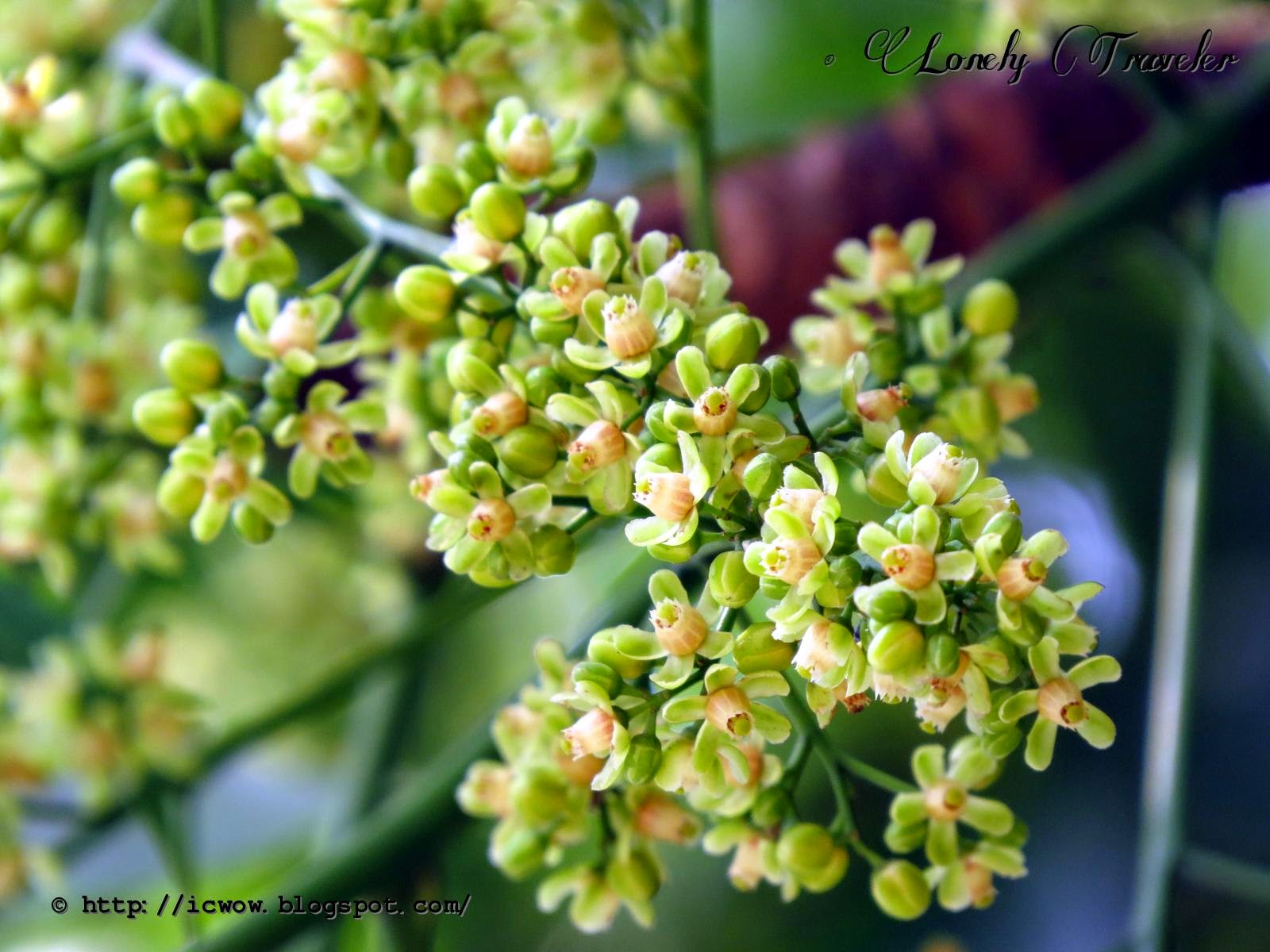 Mahogany flower (মেহগনি ফুল) - Swietenia macrophylla