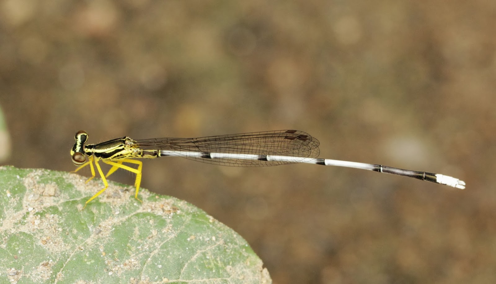 Dragonflies and damselflies of Vietnam: Copera marginipes and ...