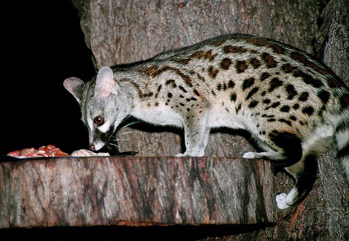 Small Spotted Genet Animals | Interesting Facts & Latest Pictures | The ...